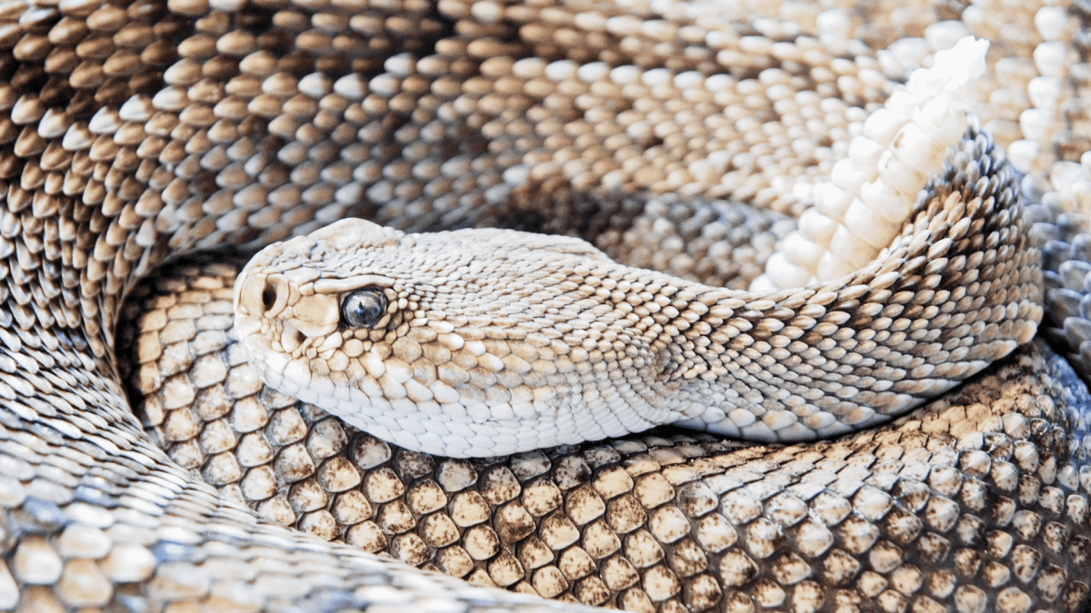 Snakes and Salvation – Ichtheology